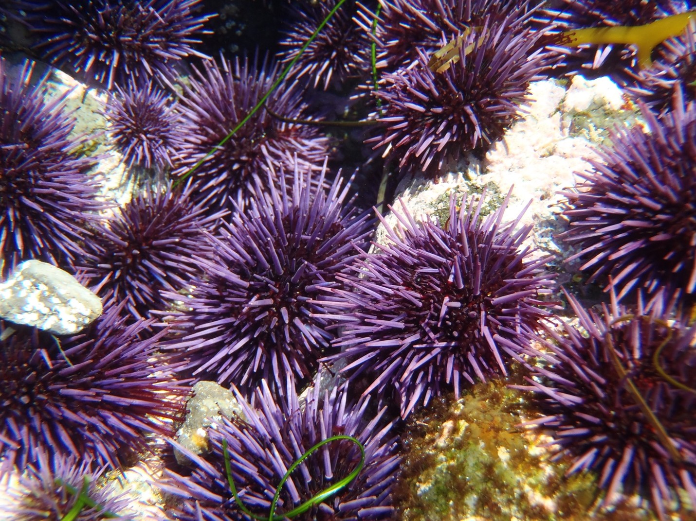 Ocean Acidification: An all around bad time | Jolly Breeze